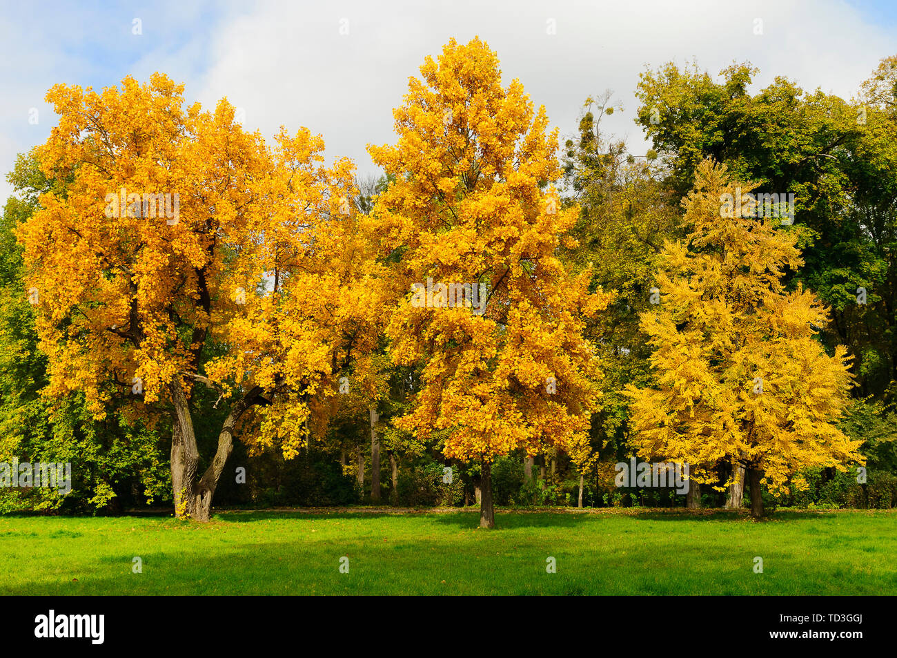 Beautiful fall colored bright trees in the city park Stock Photo - Alamy