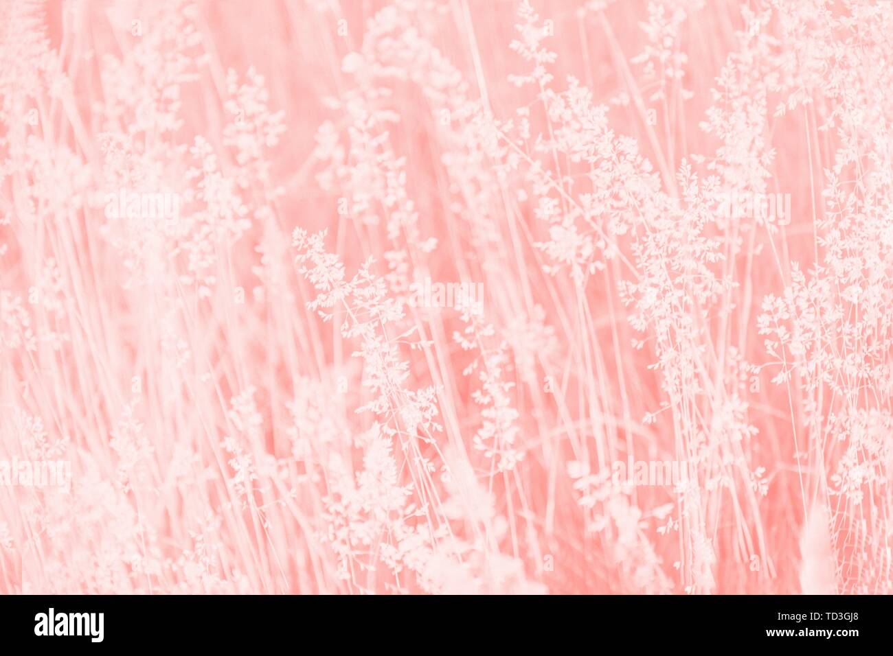 Coral pink background, grass texture pattern, trendy color Stock Photo ...