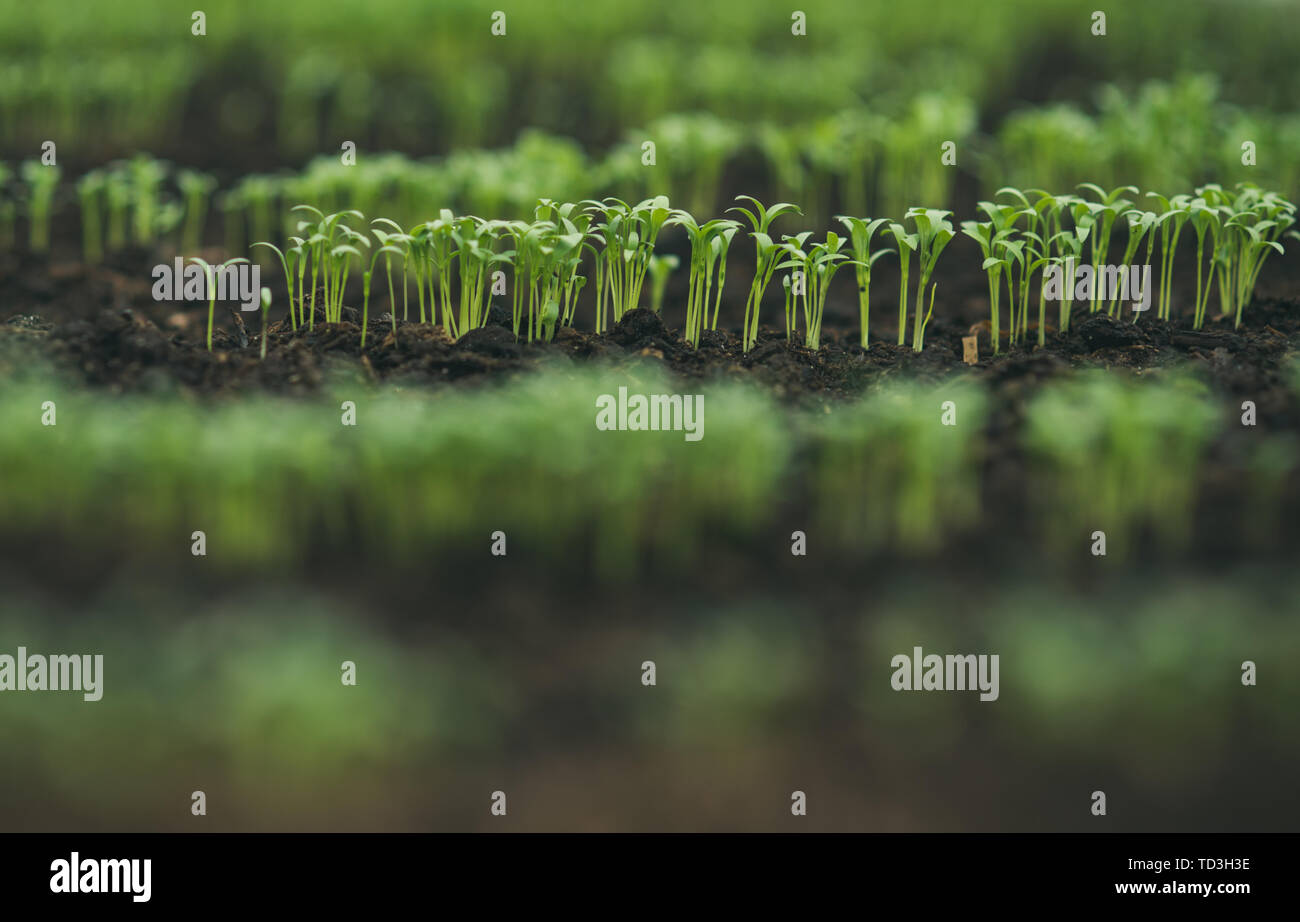 Sowing Seeds Greenhouse High Resolution Stock Photography and Images ...