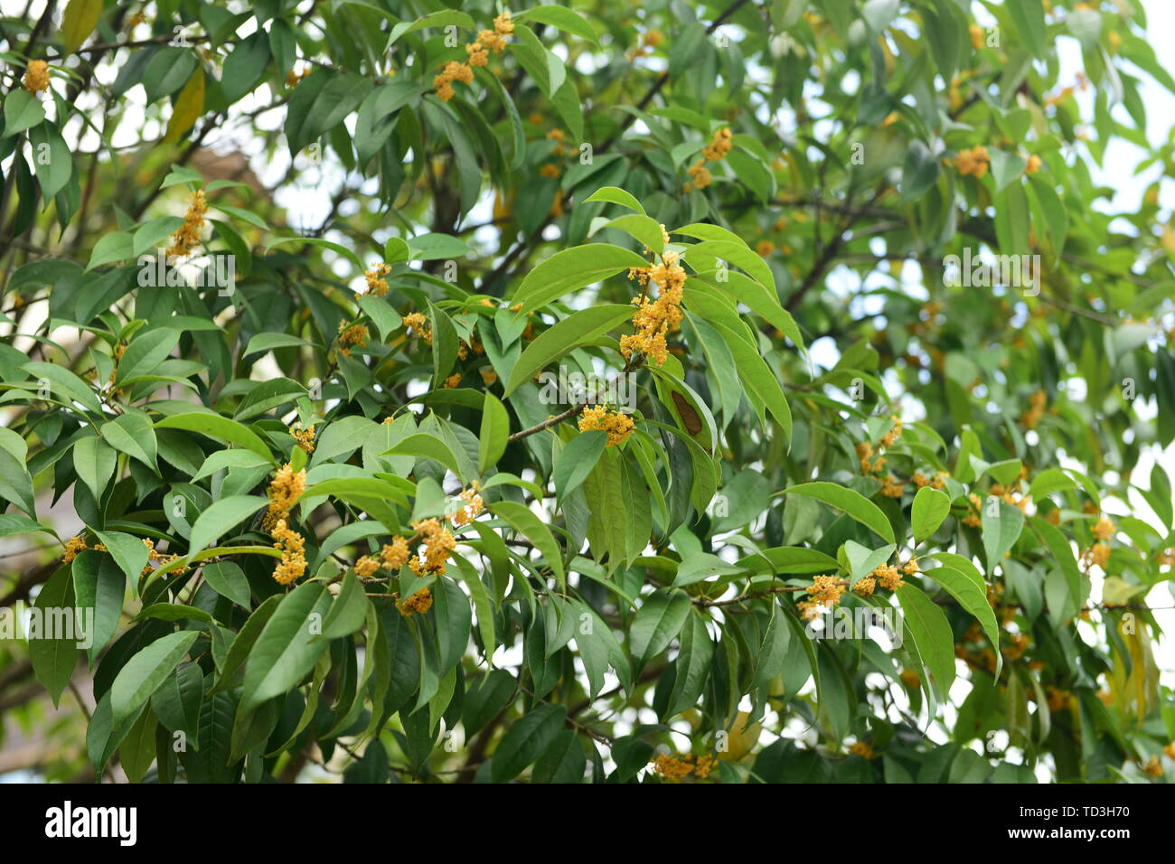 Silver osmanthus hi-res stock photography and images - Alamy