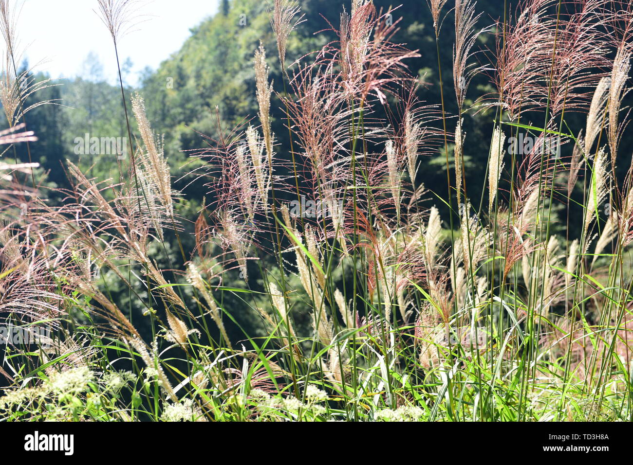 Reed hd hi-res stock photography and images - Alamy