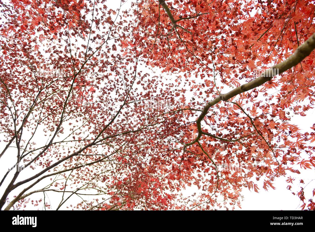 Pentagonal maple leaves hi-res stock photography and images - Alamy