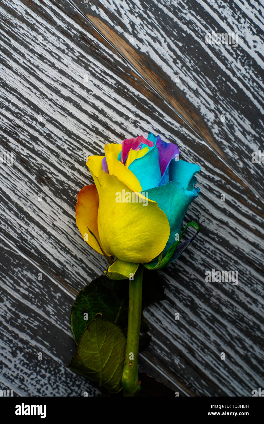 Colorful roses for Valentine's Day Stock Photo - Alamy