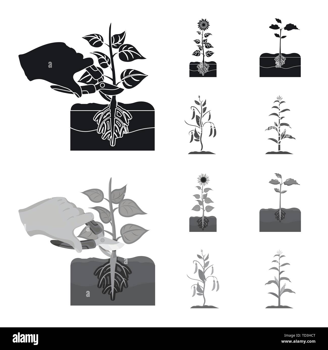 grow,root,cycle,development,seed,plant,bean,germinate,process,seedling ...
