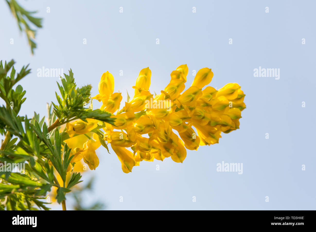 Strings of golden wildflowers, yellow pansy Stock Photo - Alamy