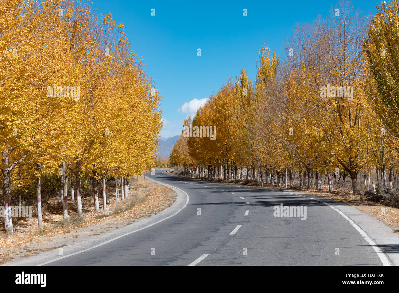 Tibet leaves hi-res stock photography and images - Alamy