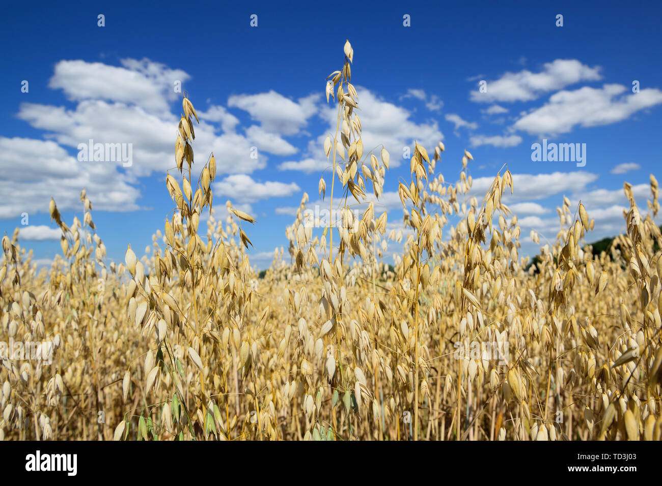 Growing natural organic oats field with deep blue sky on the background ...