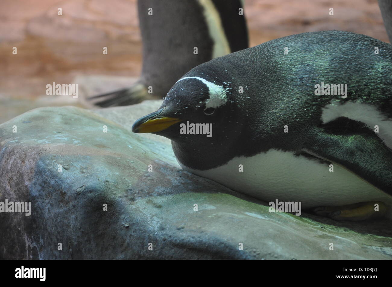 King penguin sleeping hi-res stock photography and images - Alamy