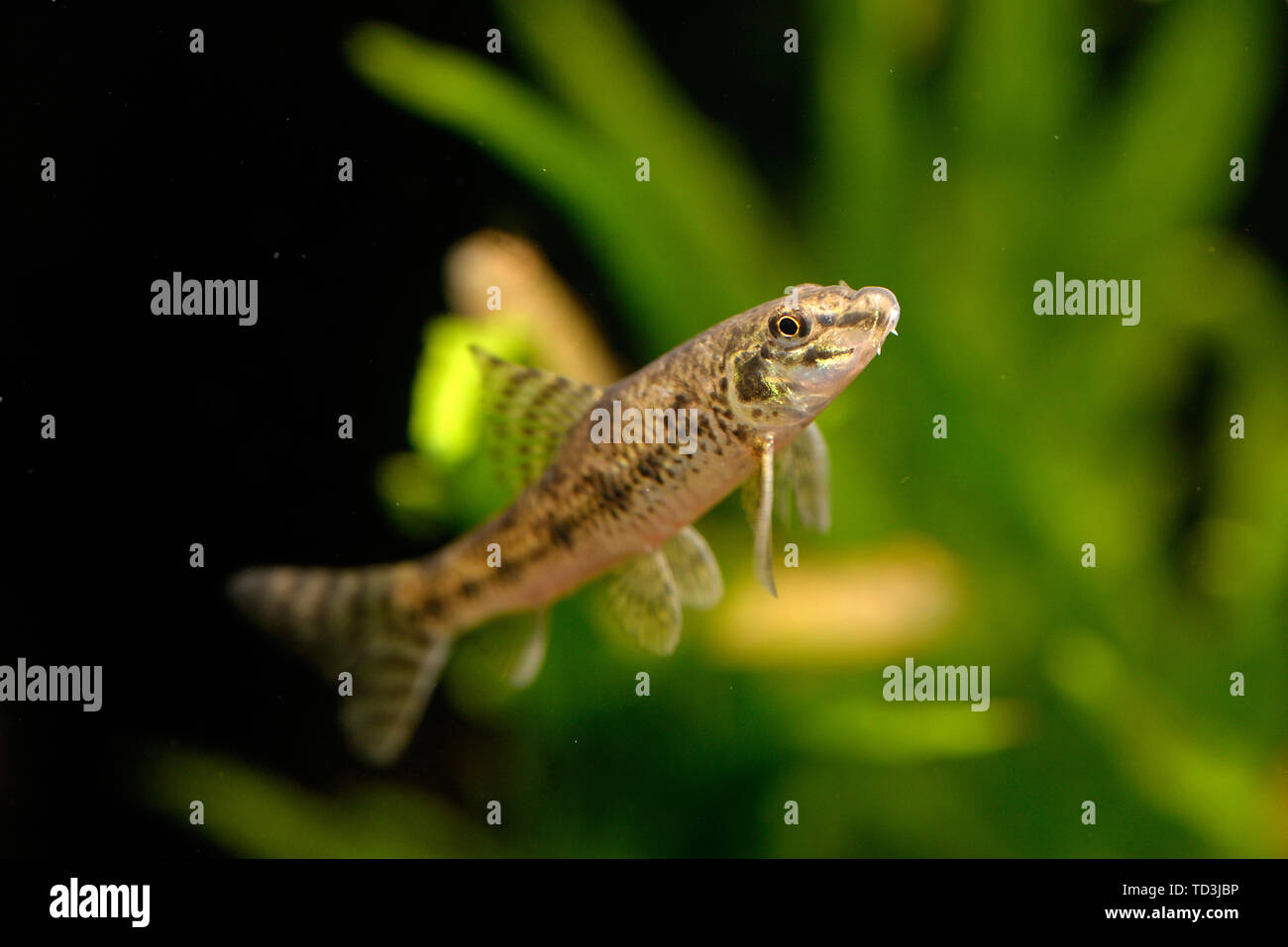 Magazine reptiles hi-res stock photography and images - Alamy