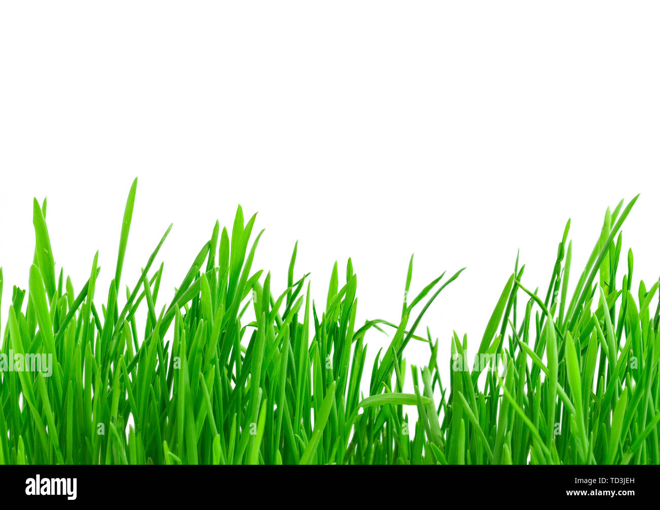 Line of green grass isolated on white background Stock Photo - Alamy
