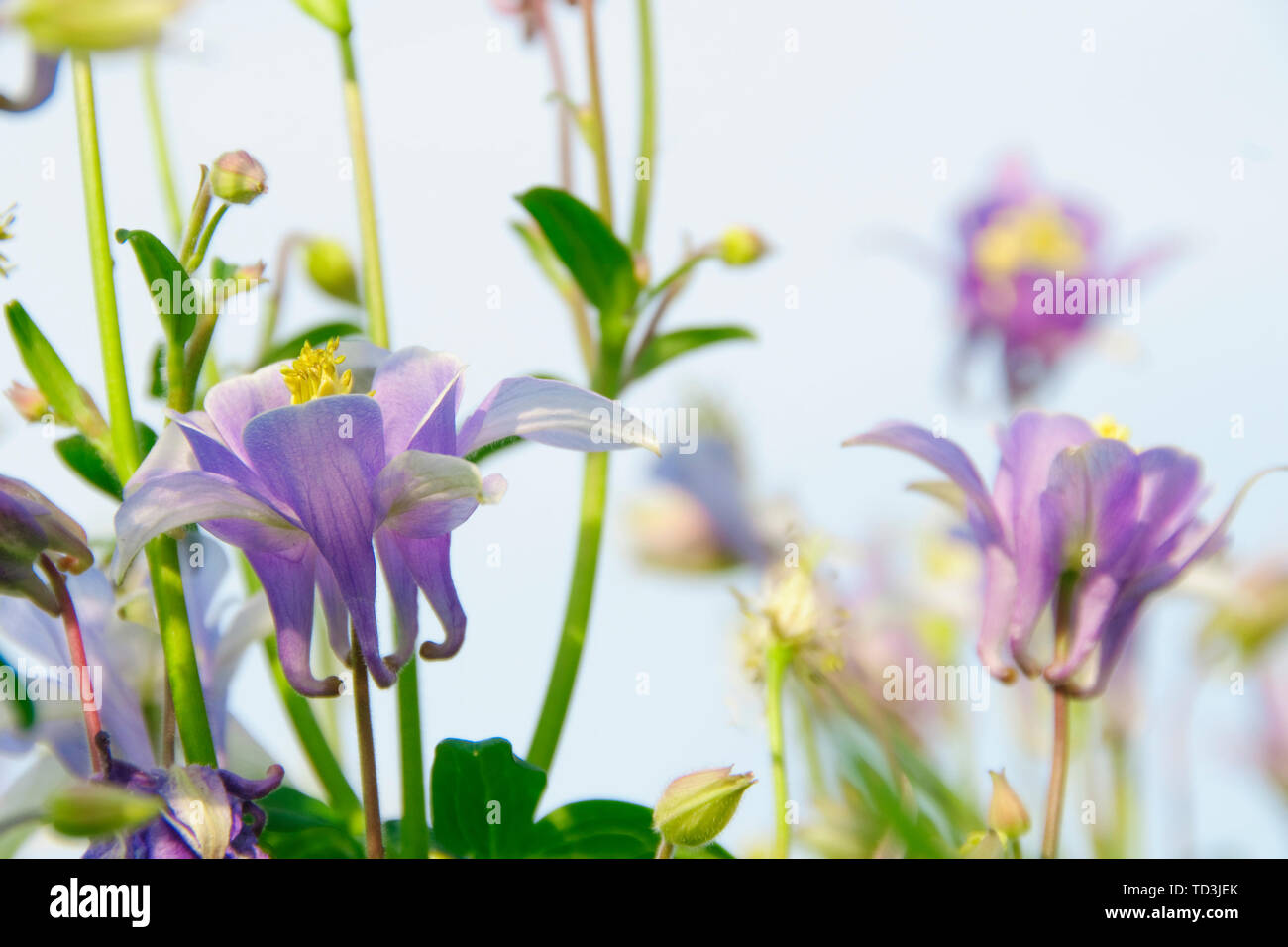 Violet spring flowers background Stock Photo - Alamy