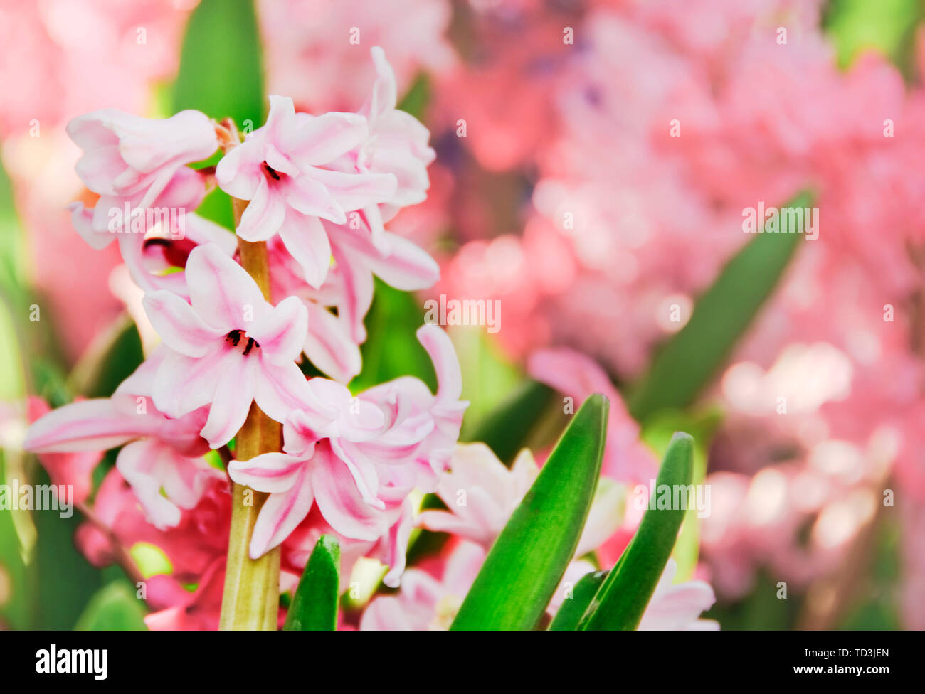 Pink flowers stem leaf hi-res stock photography and images - Alamy