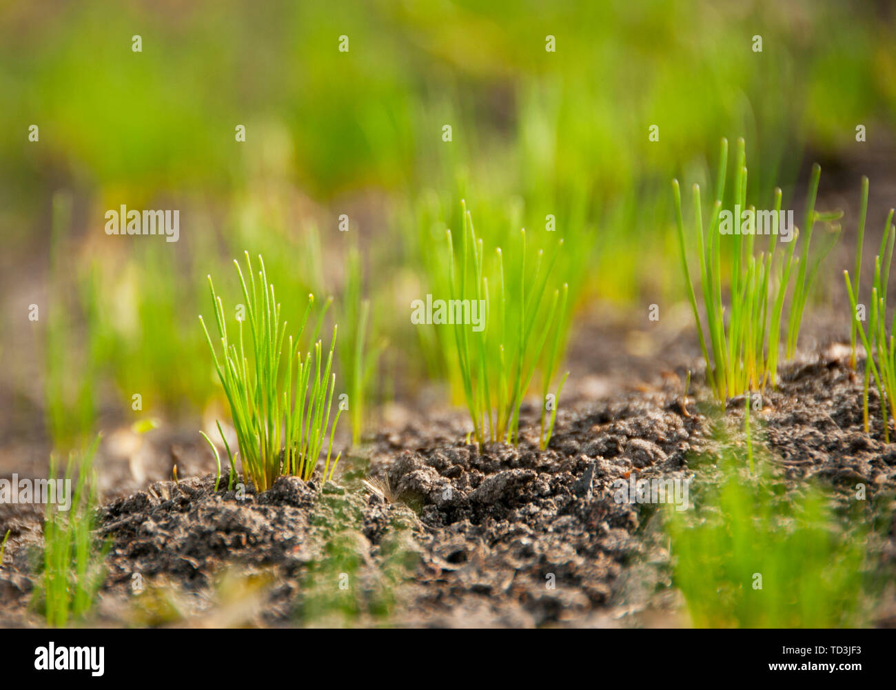 First plants of spring hi-res stock photography and images - Alamy