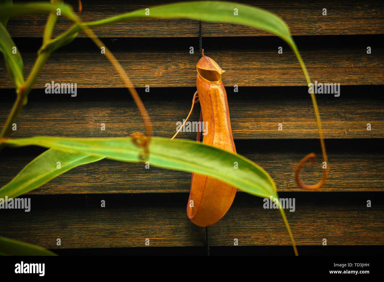 Red nepenthes carnivorous pitcher plant hi-res stock photography and ...