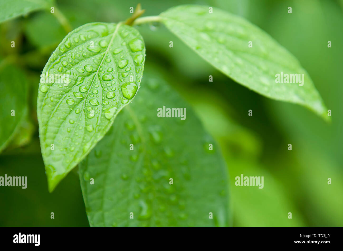 Water drops and leaf hi-res stock photography and images - Alamy