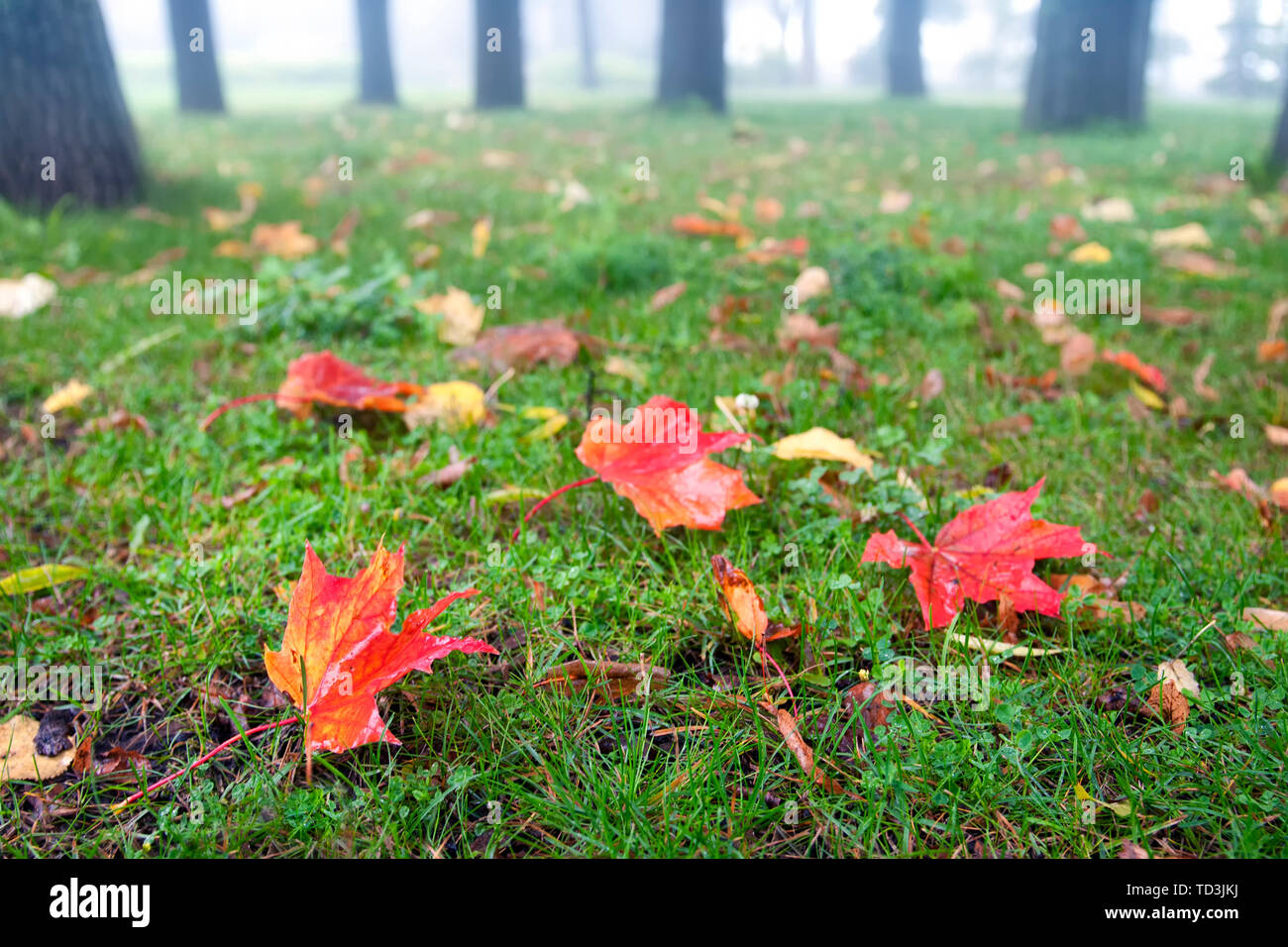 Fall landscape in the misty park with red maple leaves on the wet grass ...