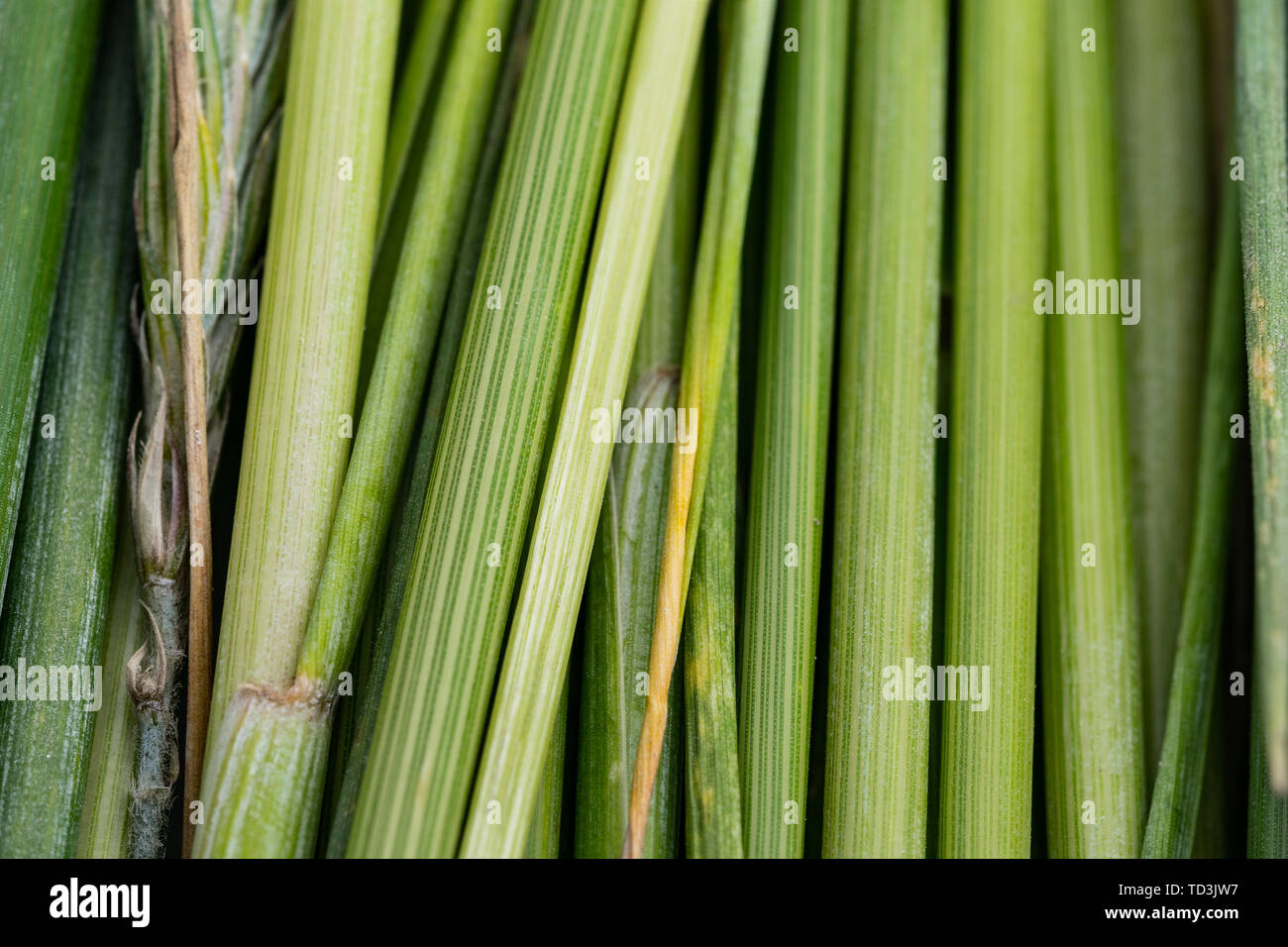 Stalks of rye arranged side by side. Fresh spring plants forming a ...
