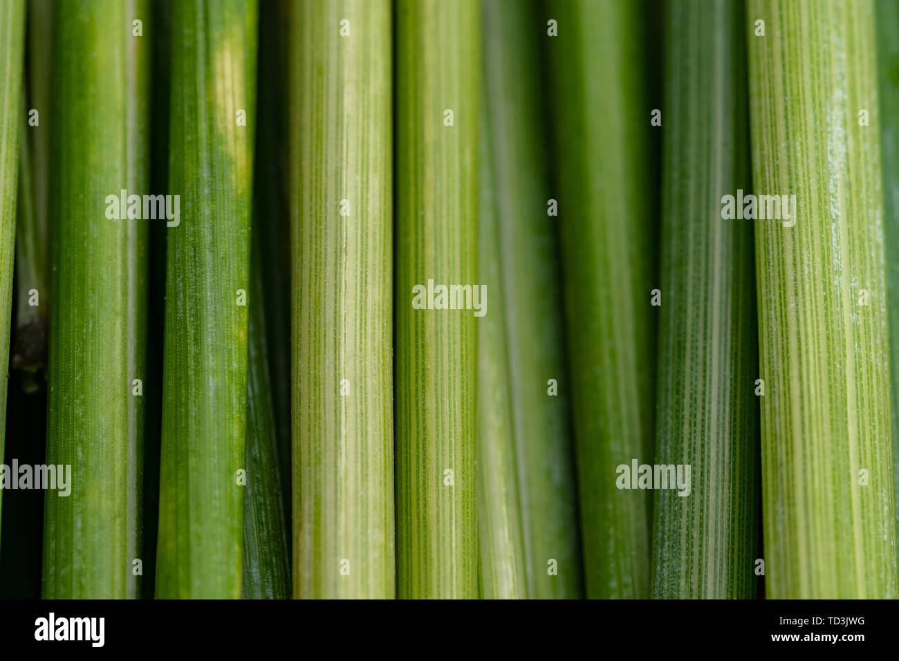 Green plant stalks lying side by side. The visible structure and ...
