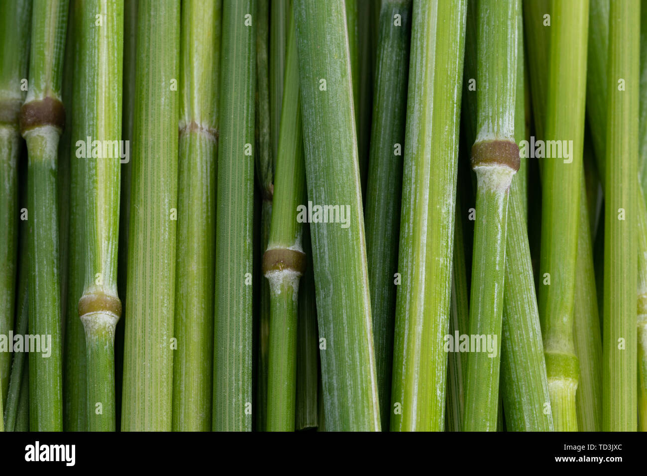 Stalks of rye arranged side by side. Fresh spring plants forming a ...
