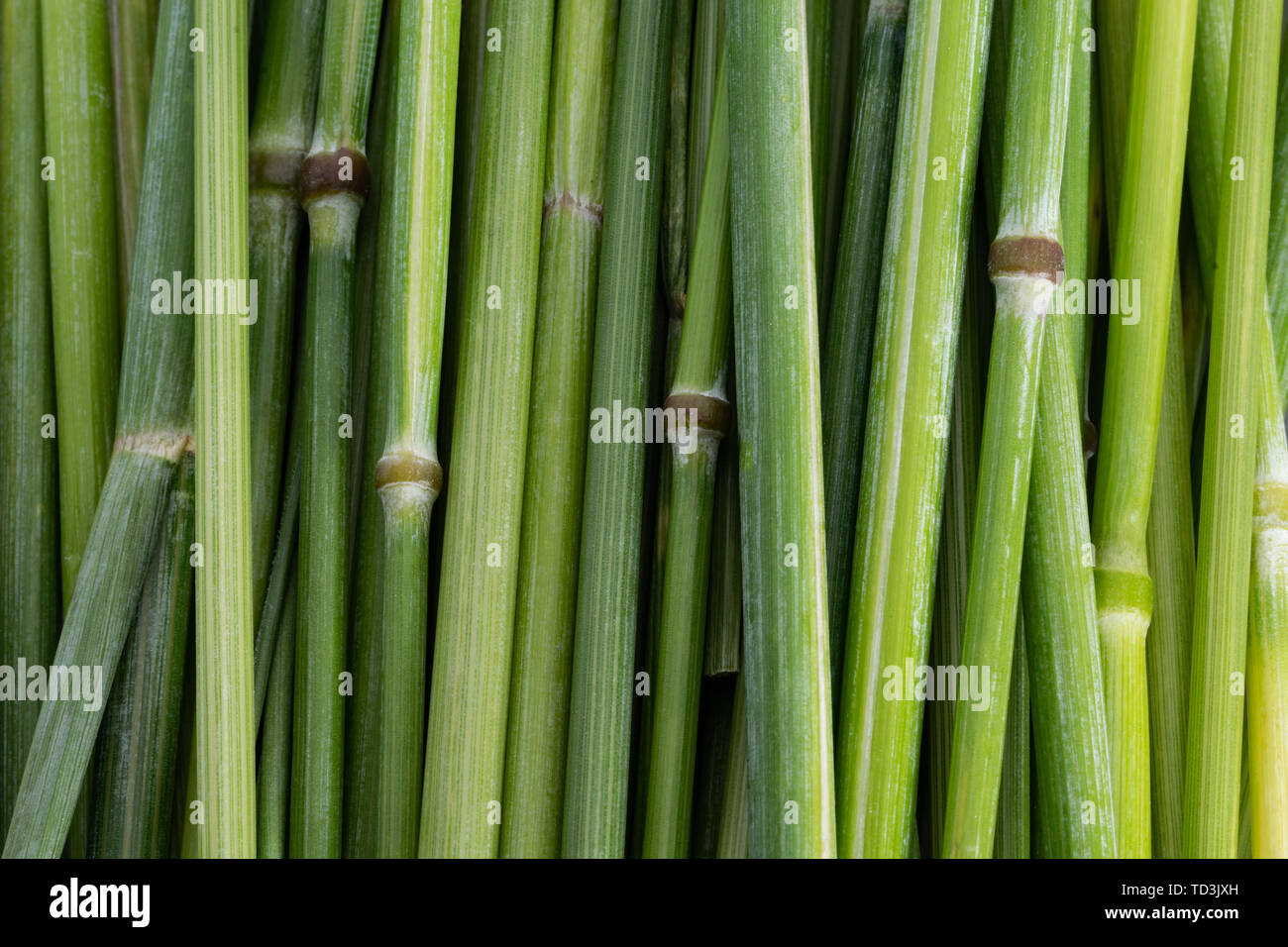 Green plant stalks lying side by side. The visible structure and ...