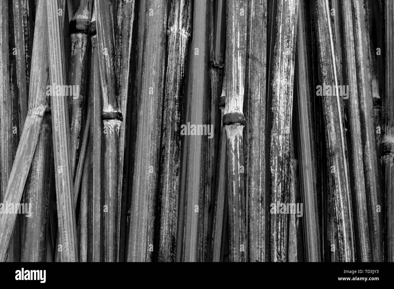 Rye stalk Black and White Stock Photos & Images - Alamy