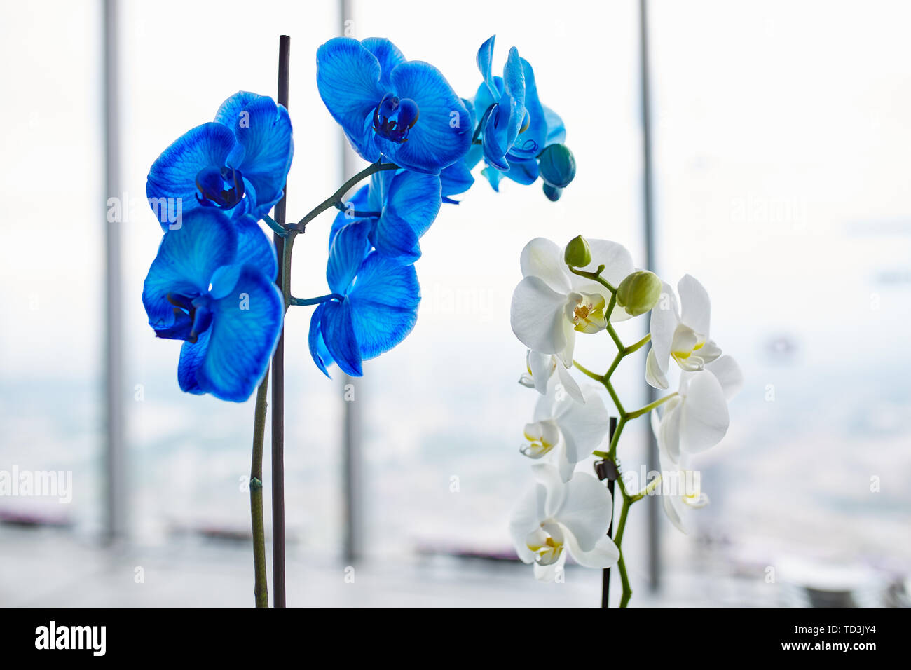 Dark Blue Orchids