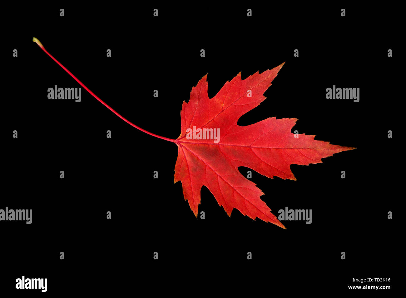 Black maple leaf hi-res stock photography and images - Alamy