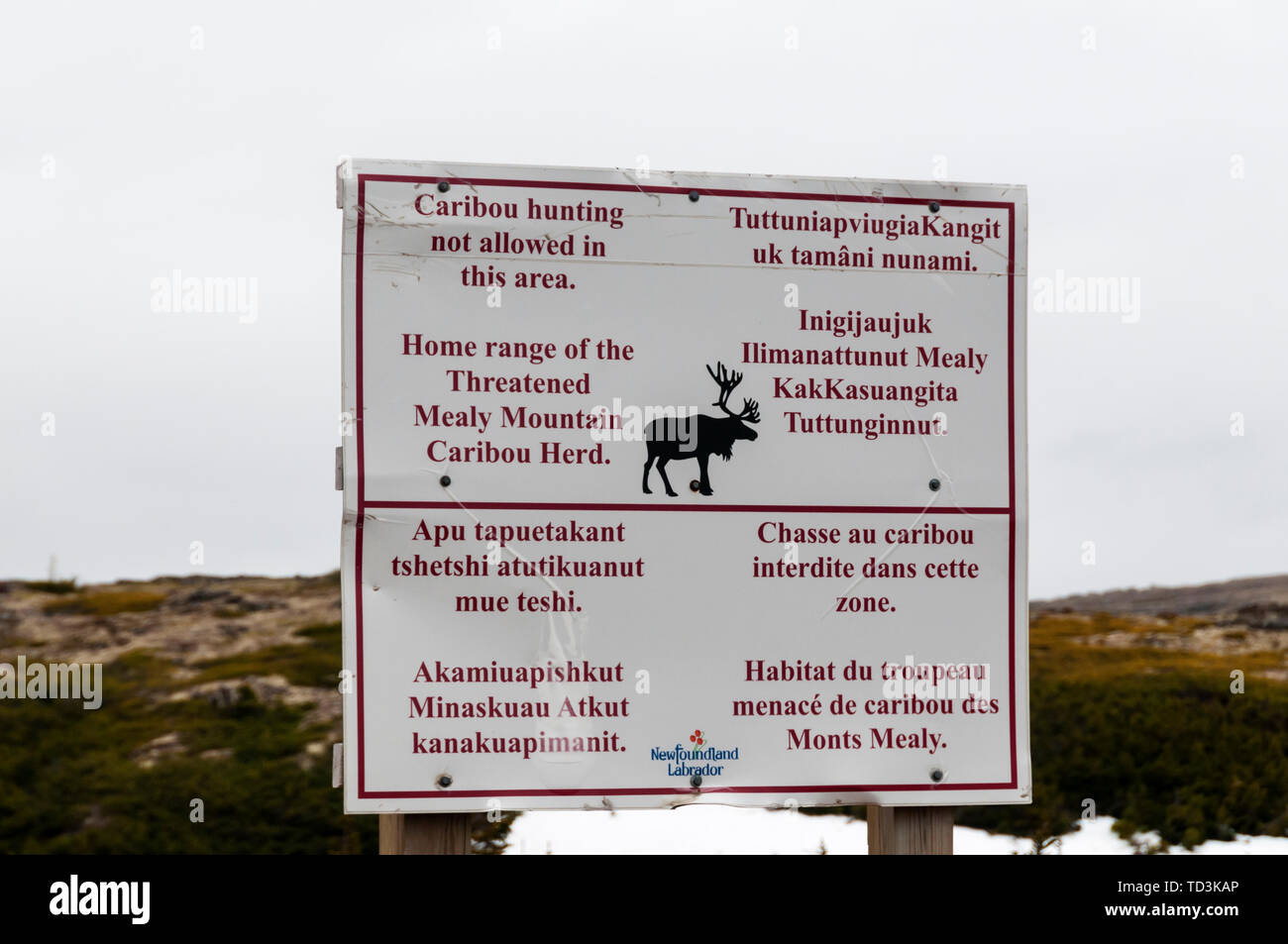 Mealy mountain caribou herd hi-res stock photography and images - Alamy