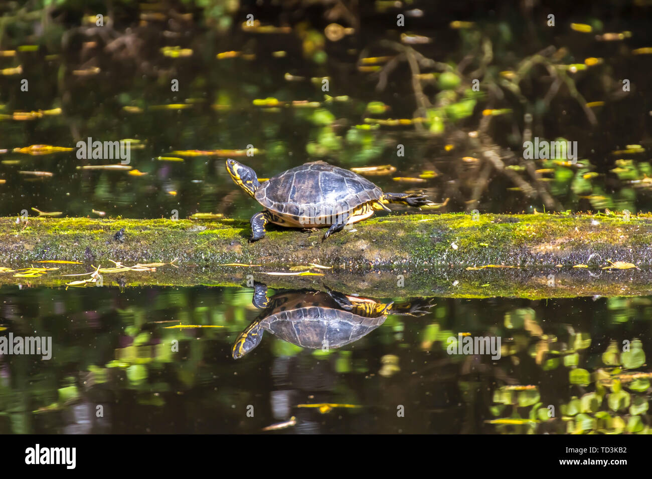 Yellow bellied turtle walking on a log floating in water and giving off ...