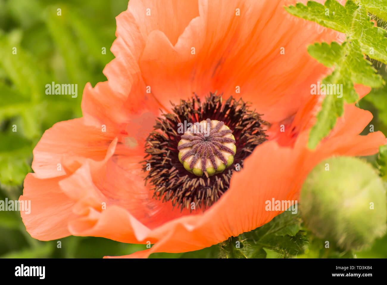 Giant Red Poppy Stock Photo - Alamy
