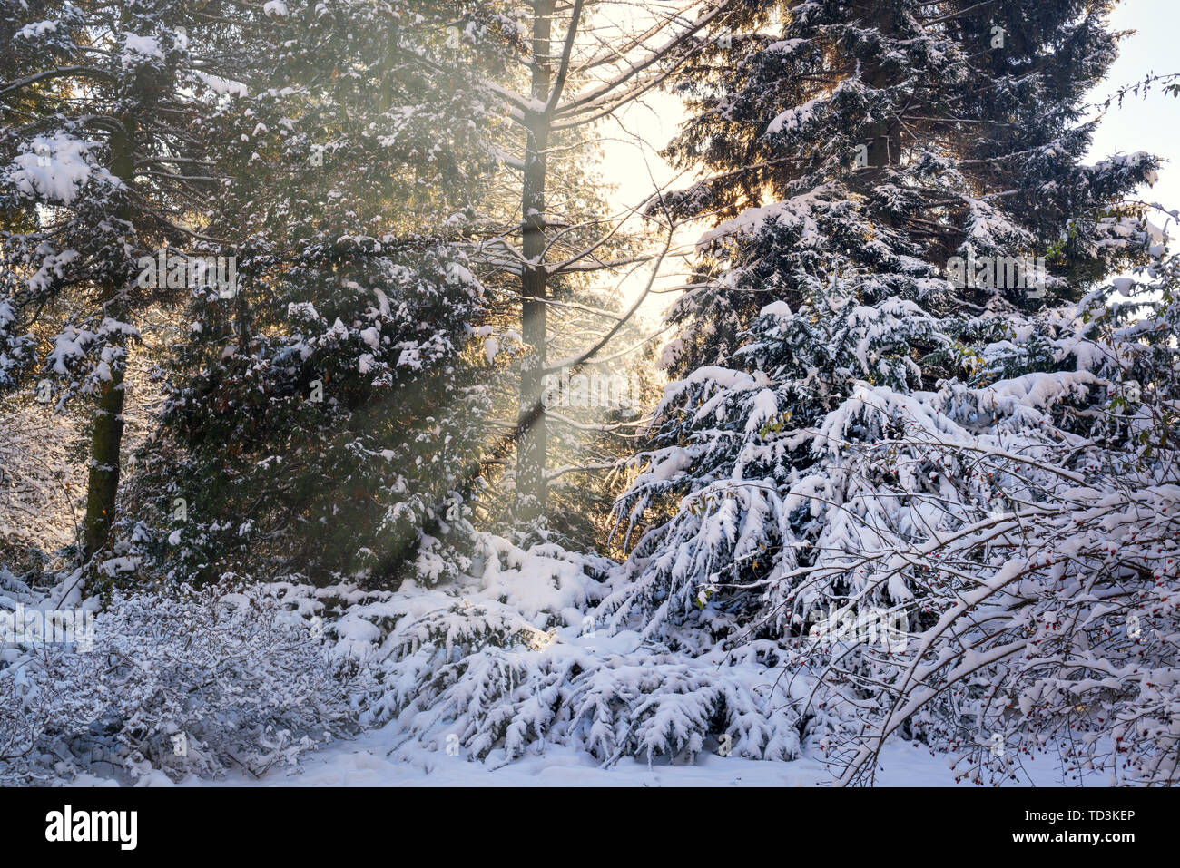 Beautiful sun beams hi-res stock photography and images - Alamy