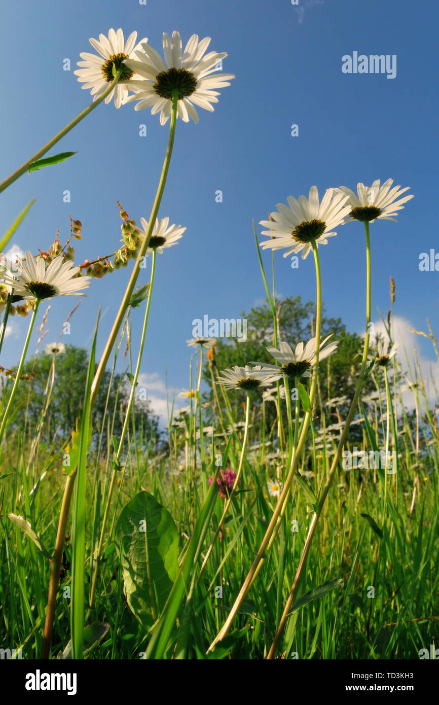 Alpine grass hi-res stock photography and images - Alamy