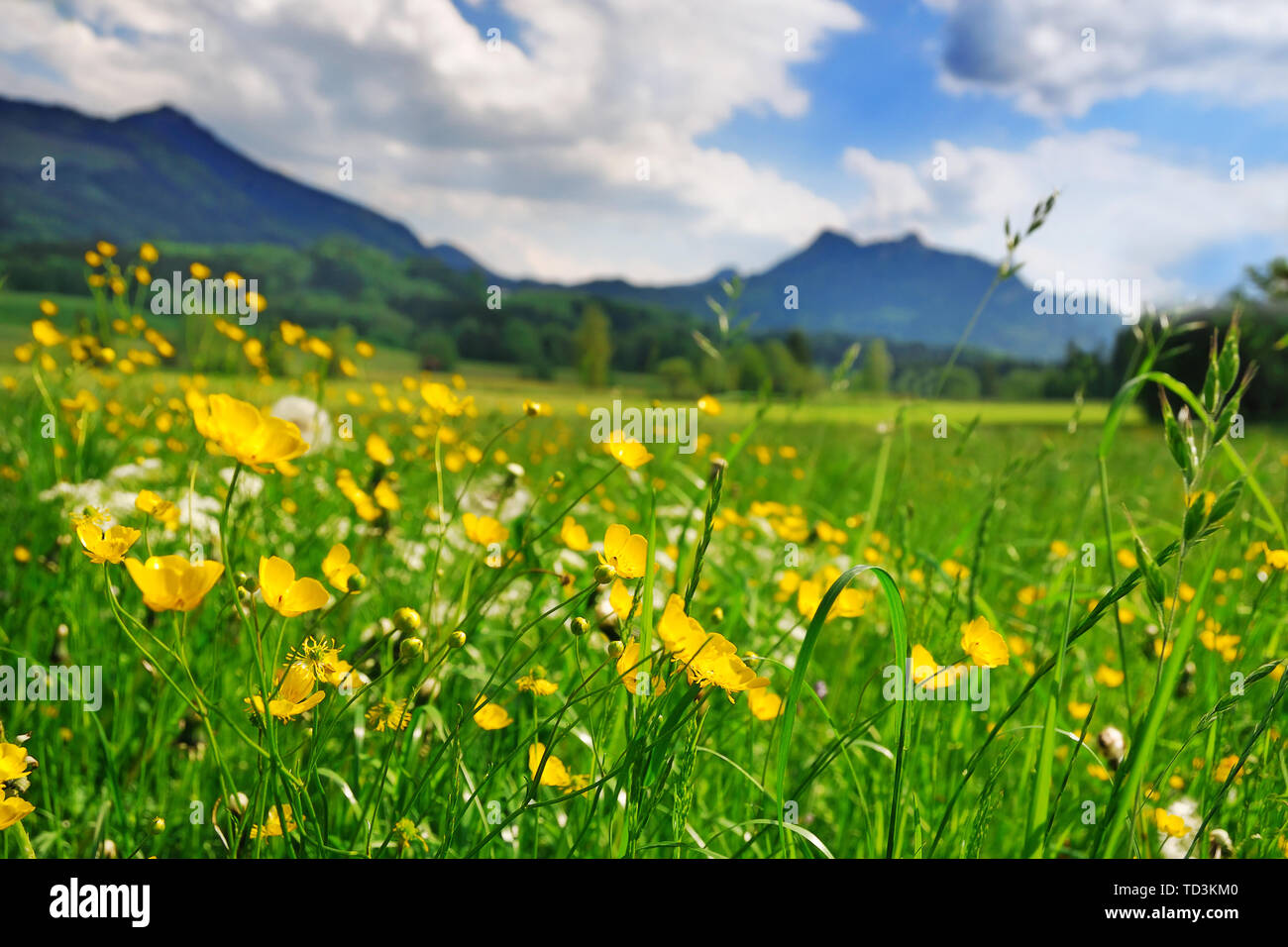 Alpine meadow with yellow flowers and green grass with Alp Mountains on ...