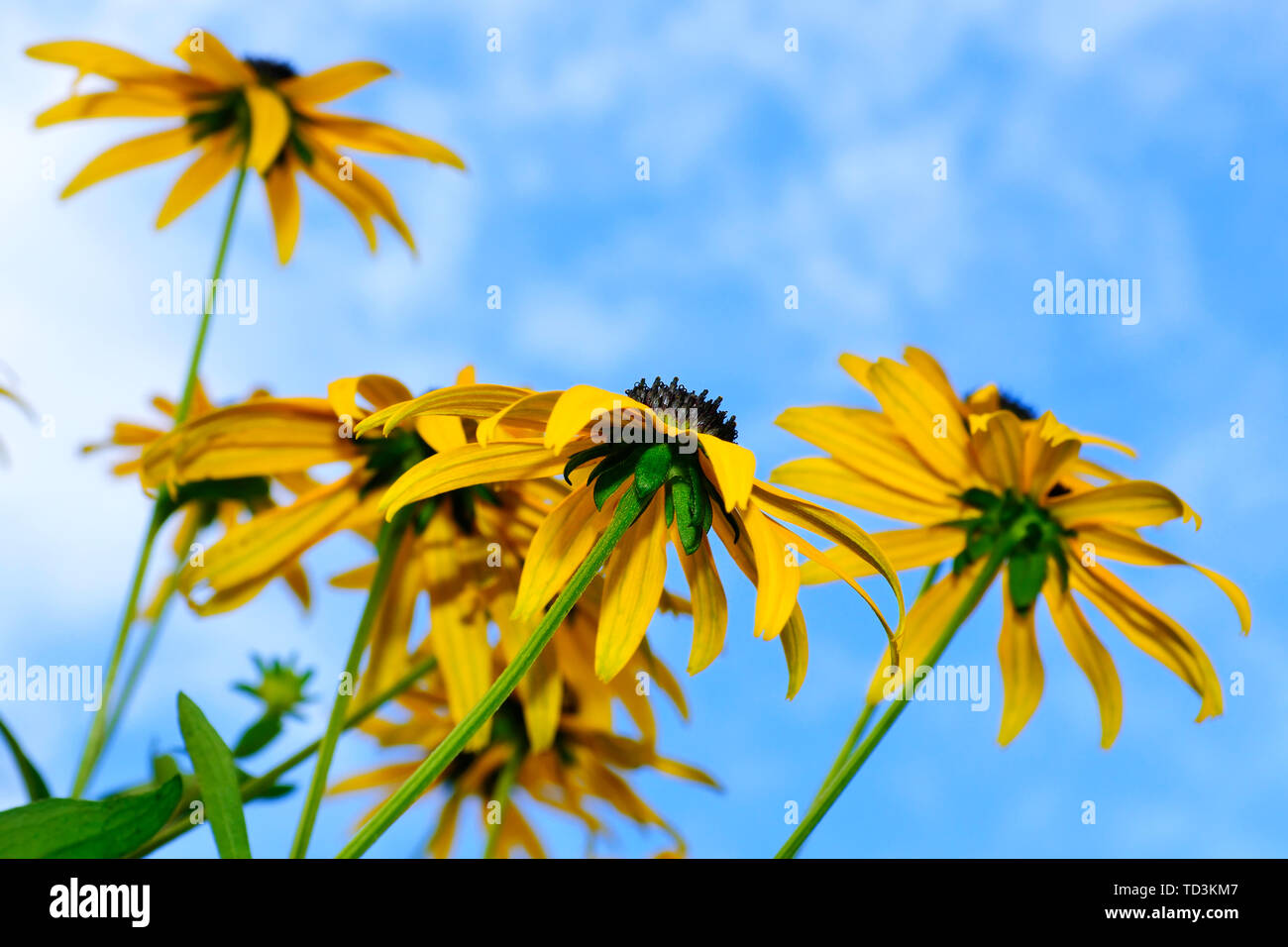 Captured from below hi-res stock photography and images - Alamy