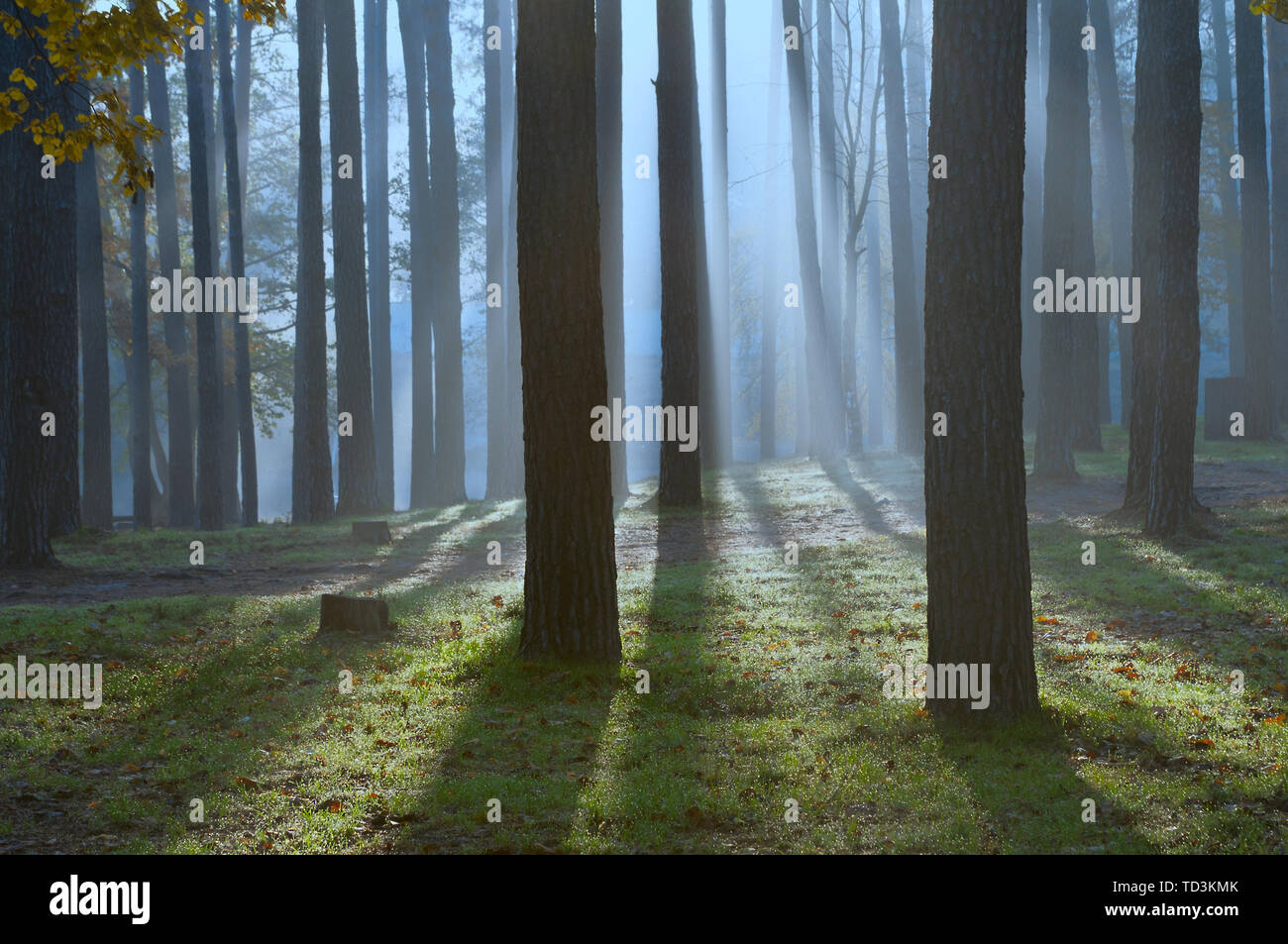 Night forest moonlight beams hi-res stock photography and images - Alamy