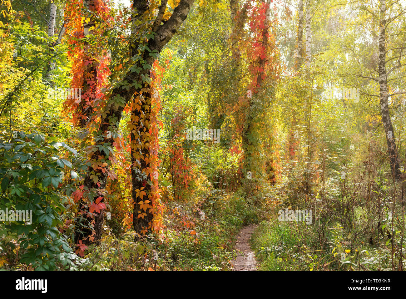 Trail in the forest with trees covered by colorful climbing wild grapes ...