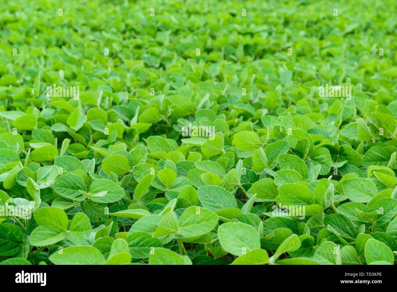 Field of green soy plants. Agriculture background Stock Photo - Alamy