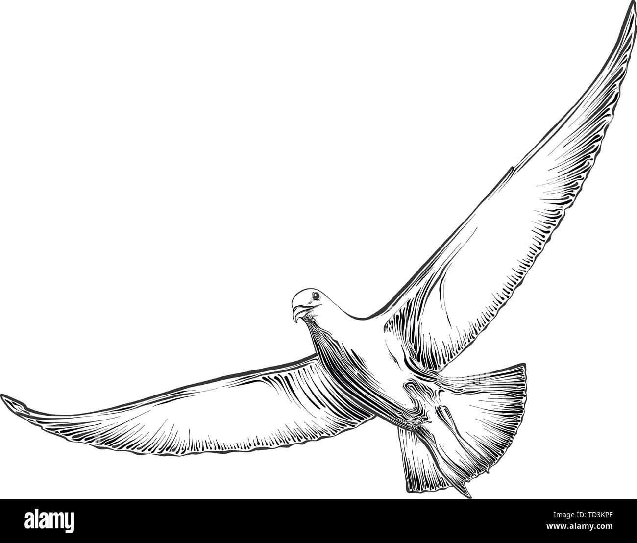Beautiful gull in flight Stock Vector Images - Alamy