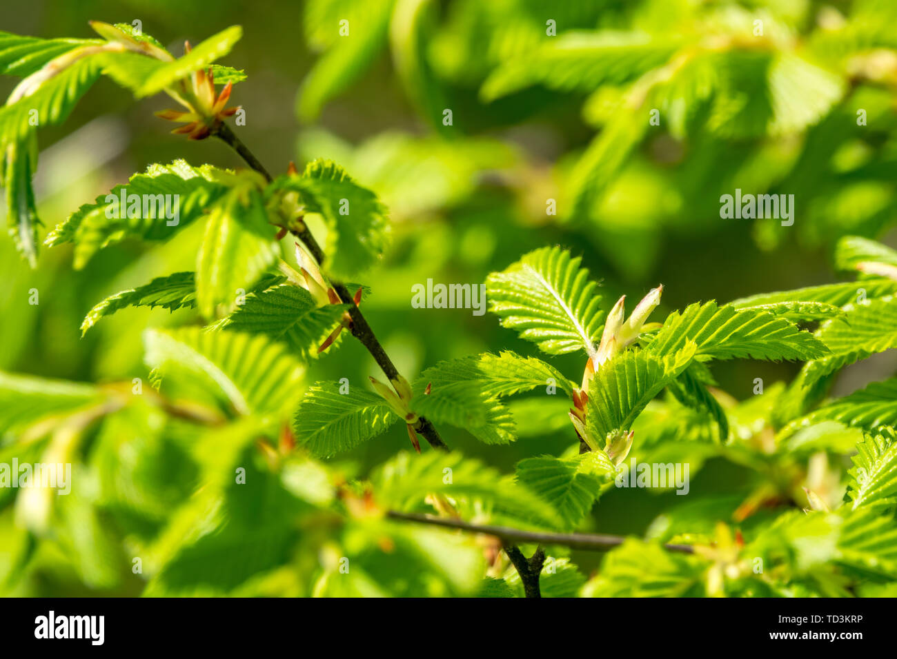 Young green leaves in the light of the setting sun. Spring Colors ...