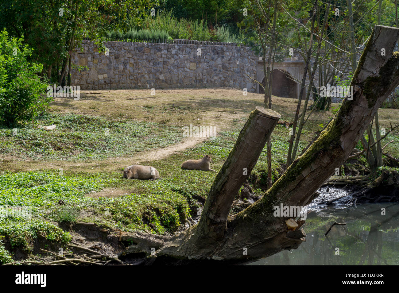Two capybaras near a tree trunk Stock Photo - Alamy