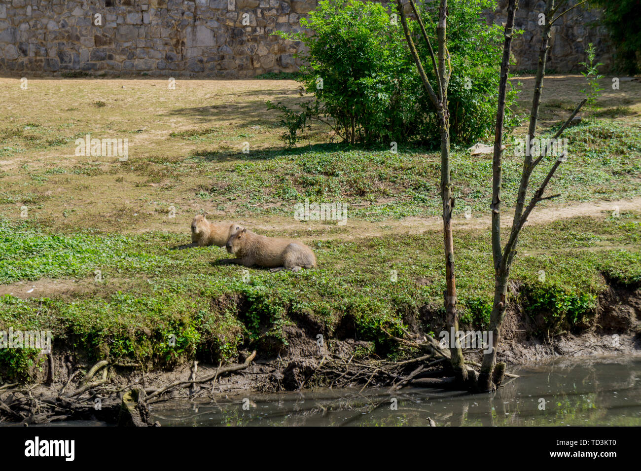 Lay Down Roots High Resolution Stock Photography and Images - Alamy
