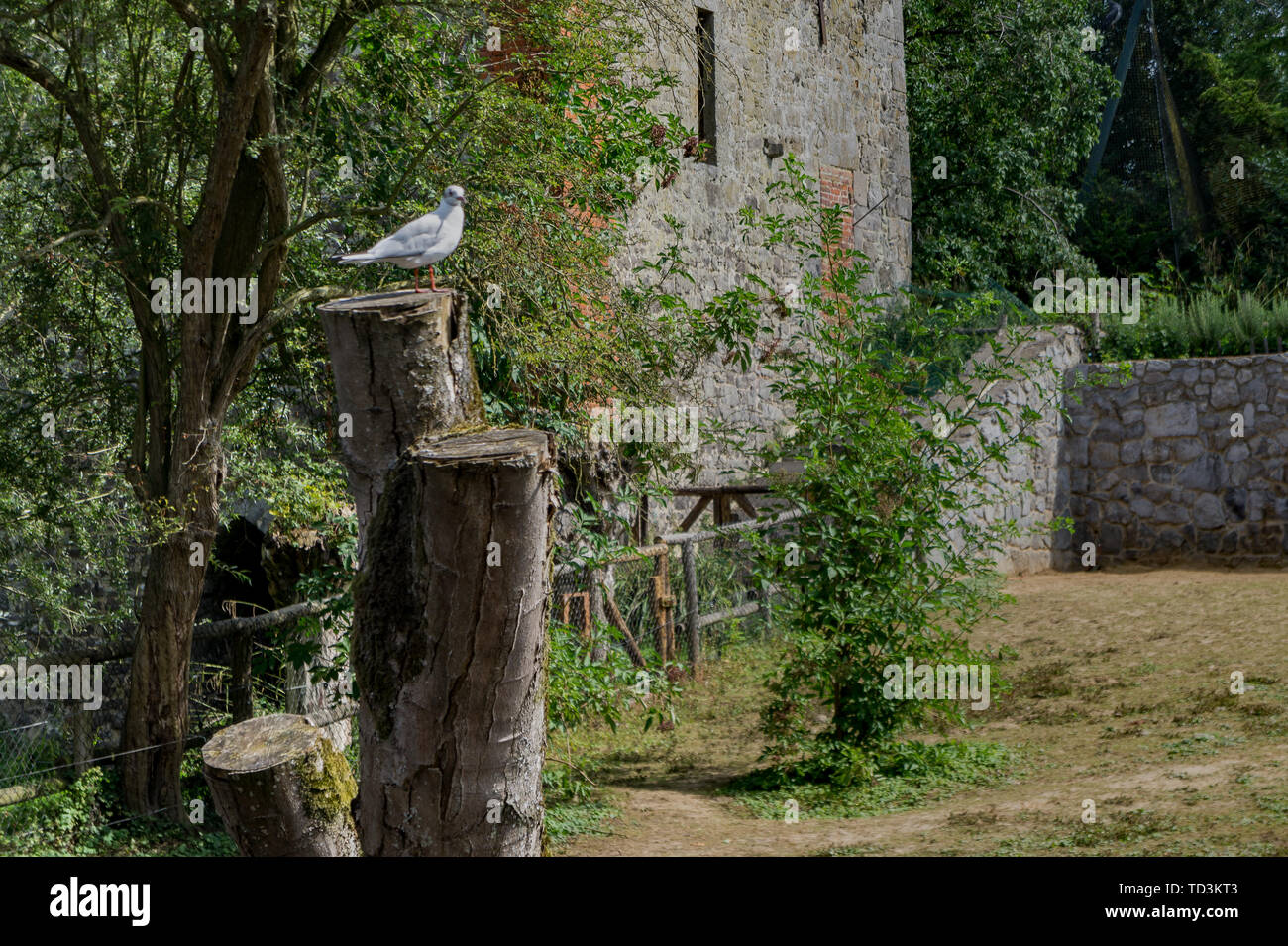 Bird sitting on a tree trunk Stock Photo - Alamy