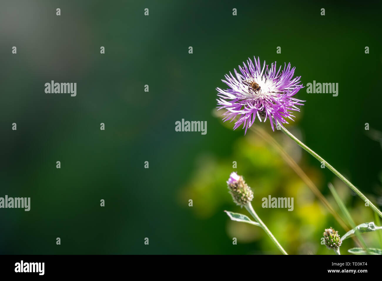 Centaurea montana mountain perennial cornflower in bloom. Purple ...