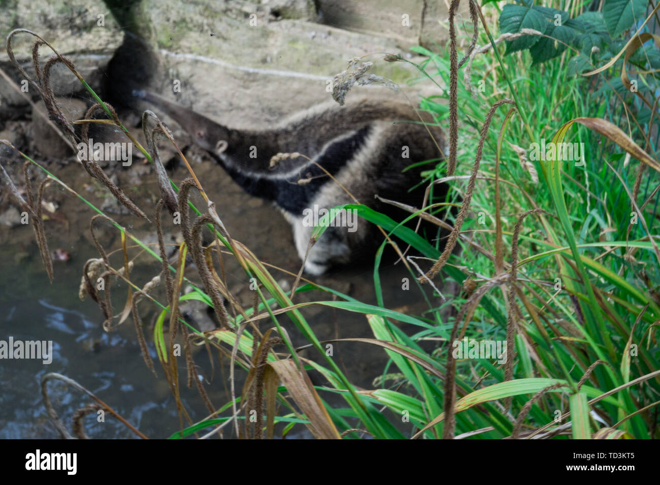 Hidden swamp lake hi-res stock photography and images - Alamy
