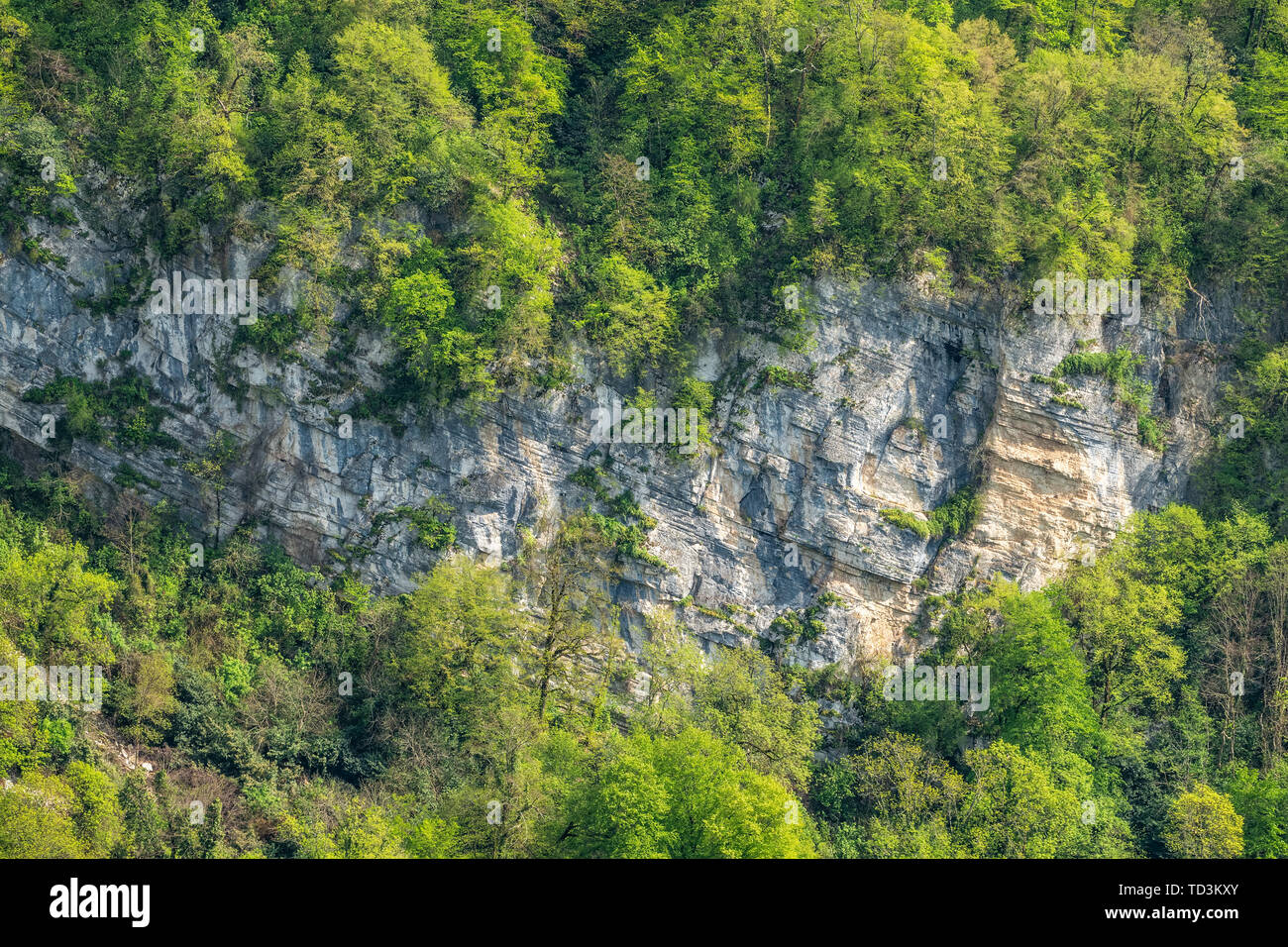 Rocky cliff in dense green forest. Spring colors in the mountain forest ...