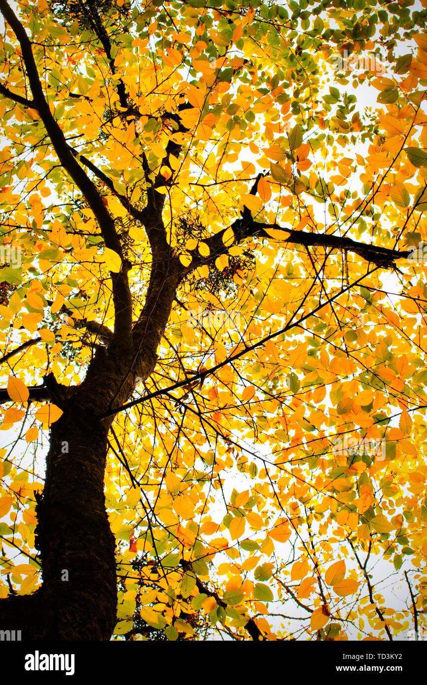 Brightly lit fall tree with leaves of golden color. View from below ...