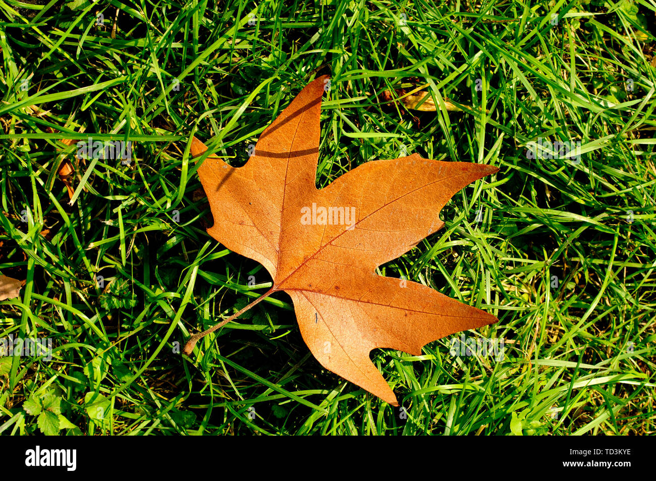 Dried brown maple leaf on a green grass Stock Photo - Alamy