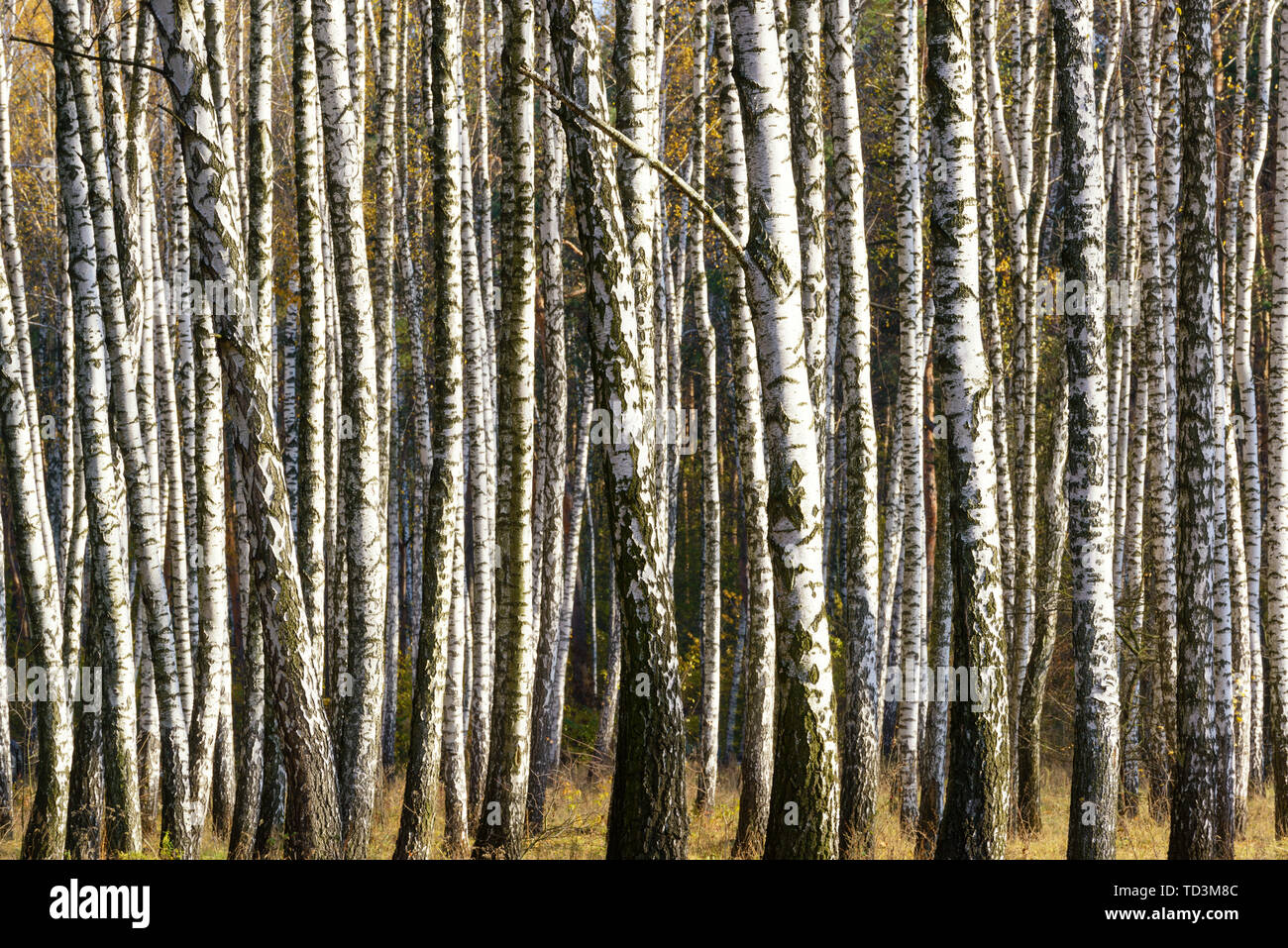 Birch trees forest. Natural pattern Stock Photo - Alamy