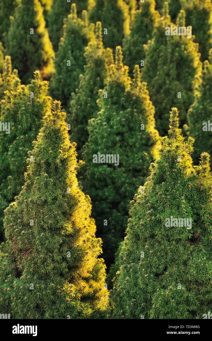 Young cypress trees hi-res stock photography and images - Alamy