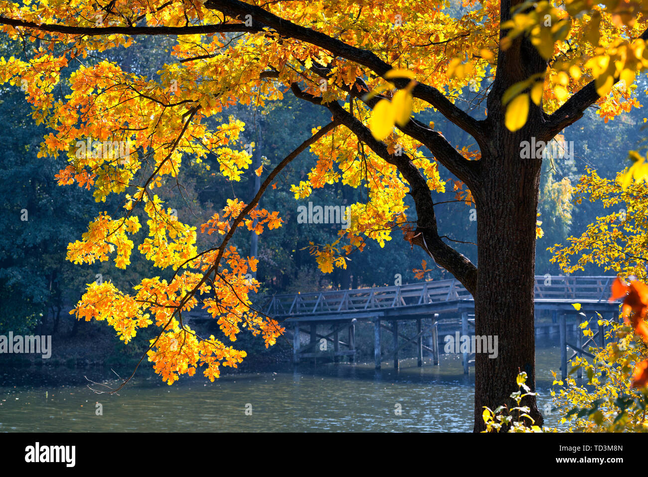 Brightly lit wood hi-res stock photography and images - Alamy